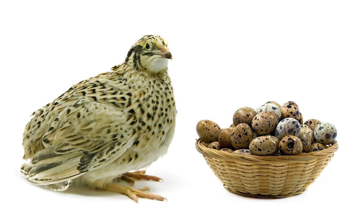 Huevos de Codorniz frescos recién puestos de la codorniz a la mesa